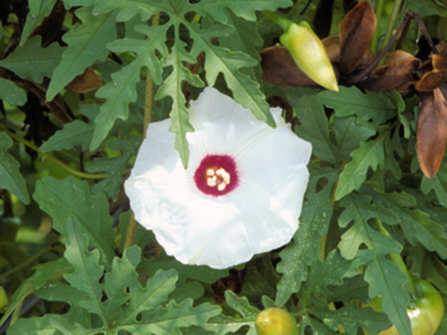 North Central Chapter of the Native Plant Society of Texas