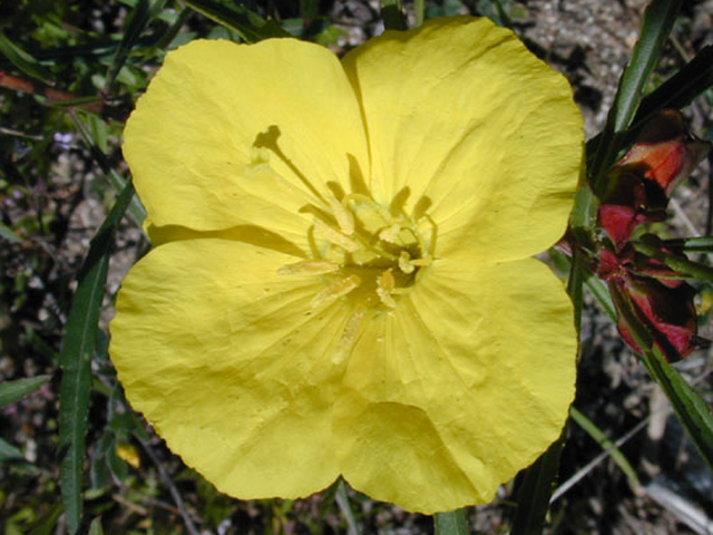 North Central Chapter of the Native Plant Society of Texas