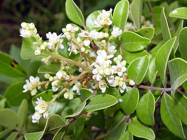 North Central Chapter of the Native Plant Society of Texas