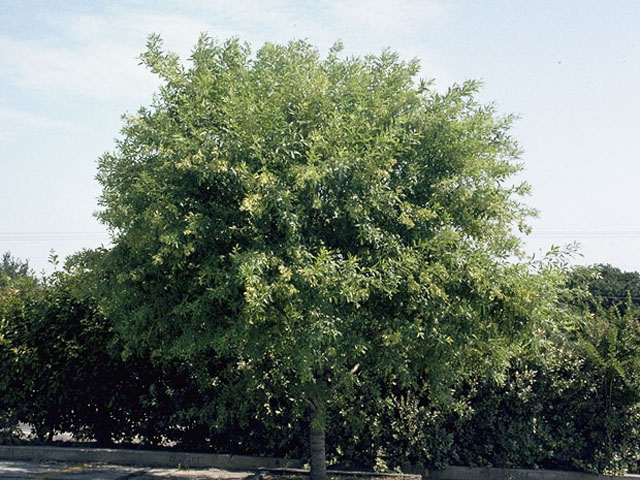 North Central Chapter of the Native Plant Society of Texas