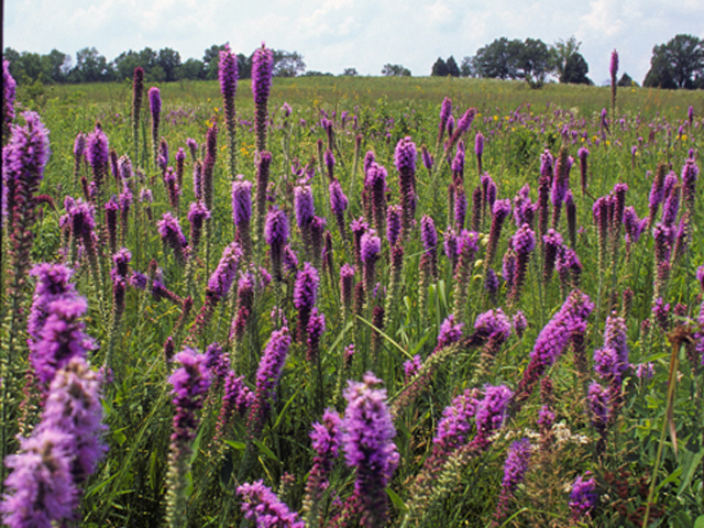 North Central Chapter of the Native Plant Society of Texas