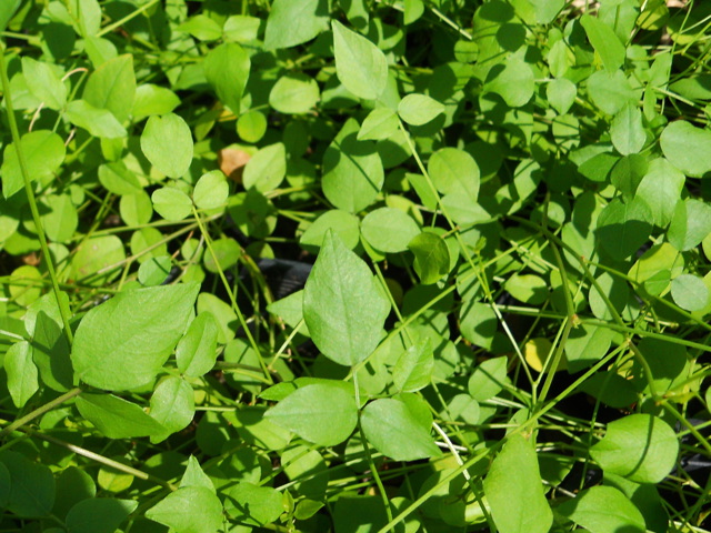 North Central Chapter of the Native Plant Society of Texas